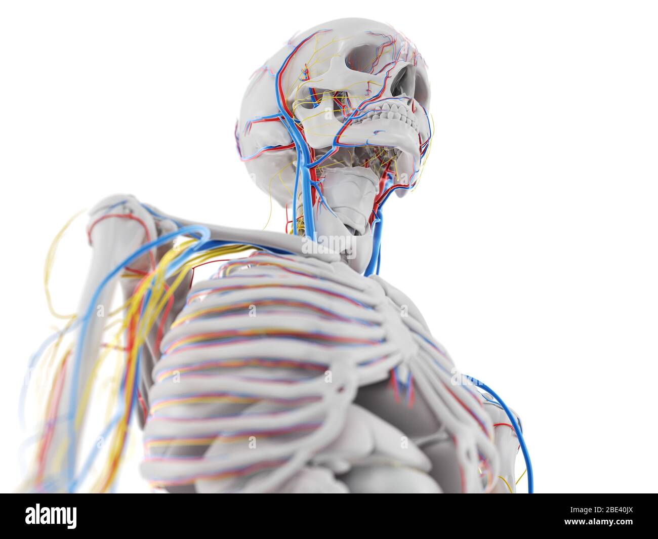 Anatomia della testa immagini e fotografie stock ad alta risoluzione ...