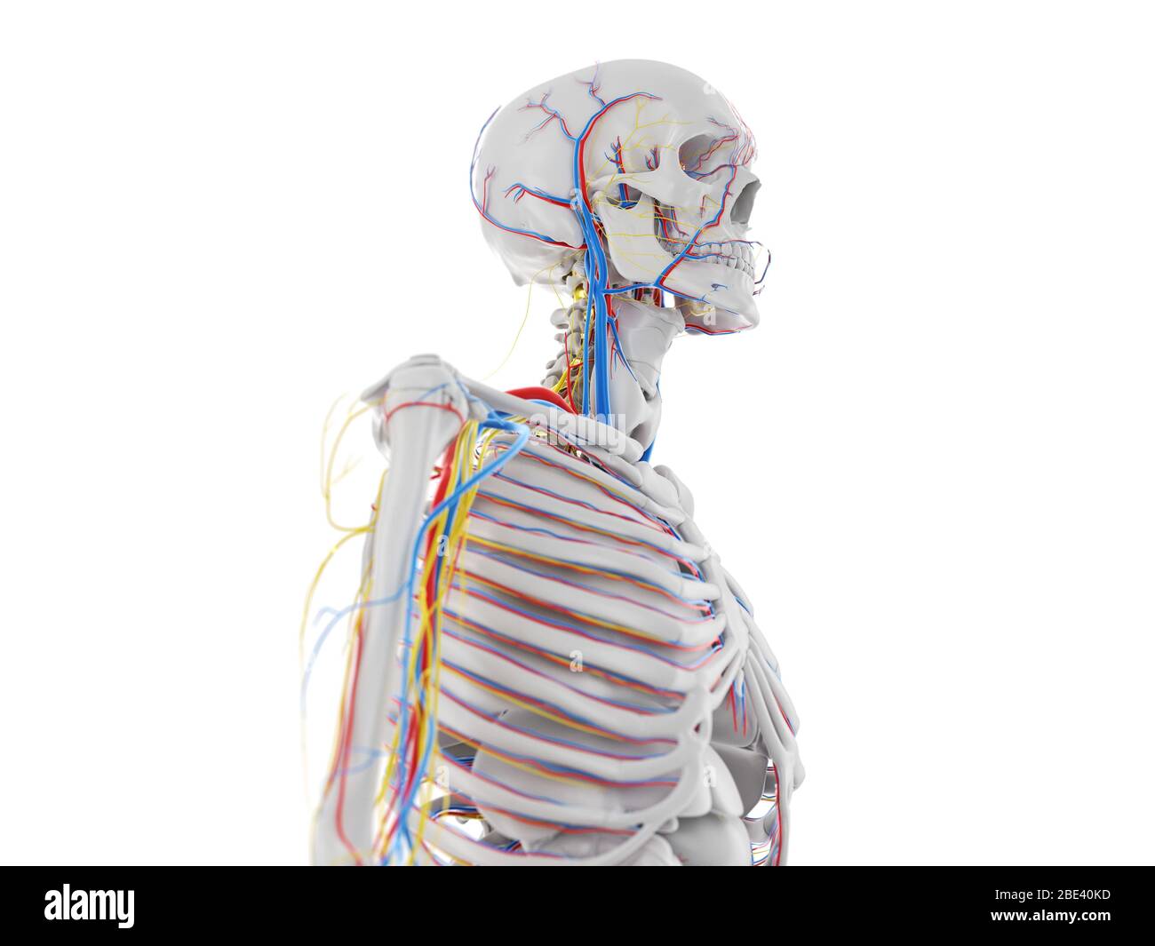 Anatomia della testa immagini e fotografie stock ad alta risoluzione ...