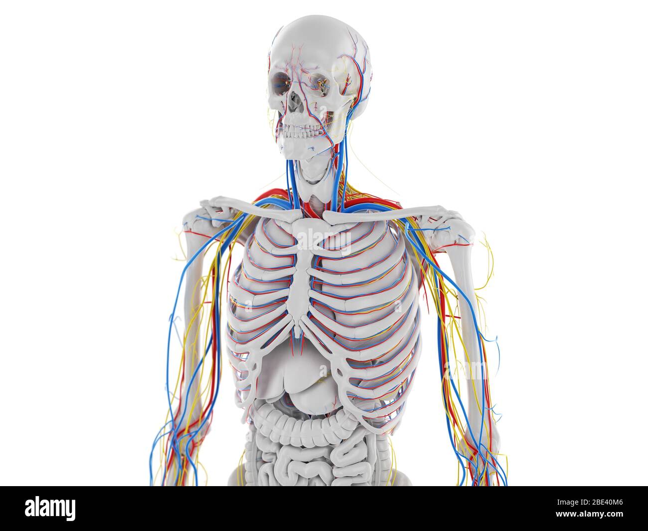 Anatomia della testa immagini e fotografie stock ad alta risoluzione ...
