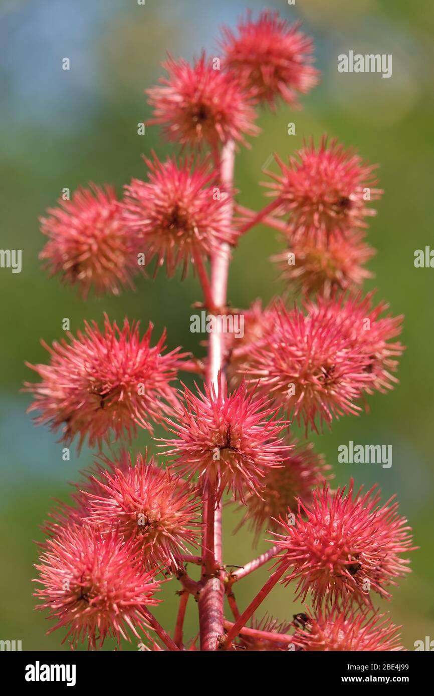 Pianta di ricino immagini e fotografie stock ad alta risoluzione - Alamy