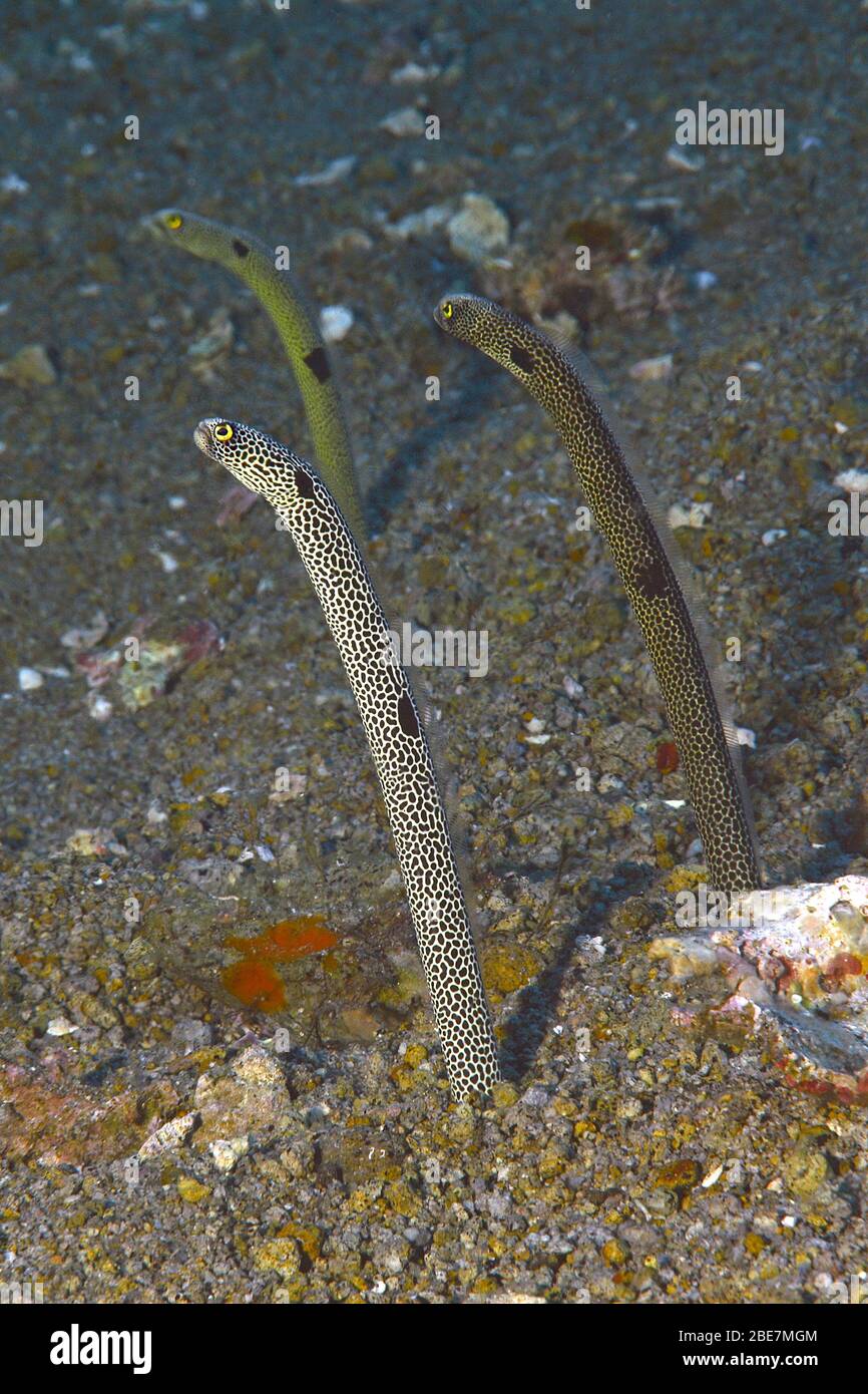 Fauna selvatica delle isole salomone immagini e fotografie stock ad ...