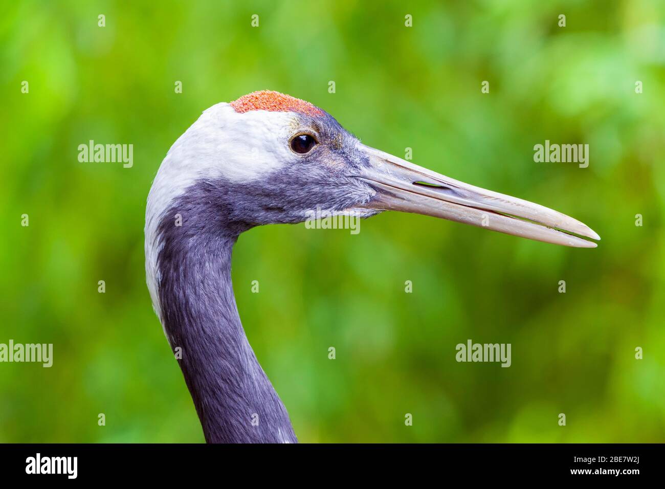 Gru grus japonensis con la gru a corona rossa immagini e fotografie ...