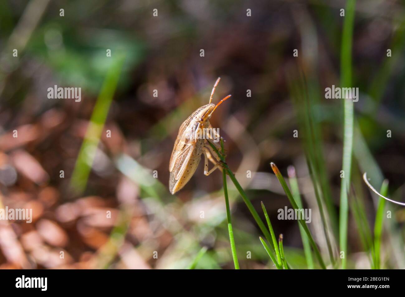 Vescovi mitra aelia acuminata immagini e fotografie stock ad alta ...