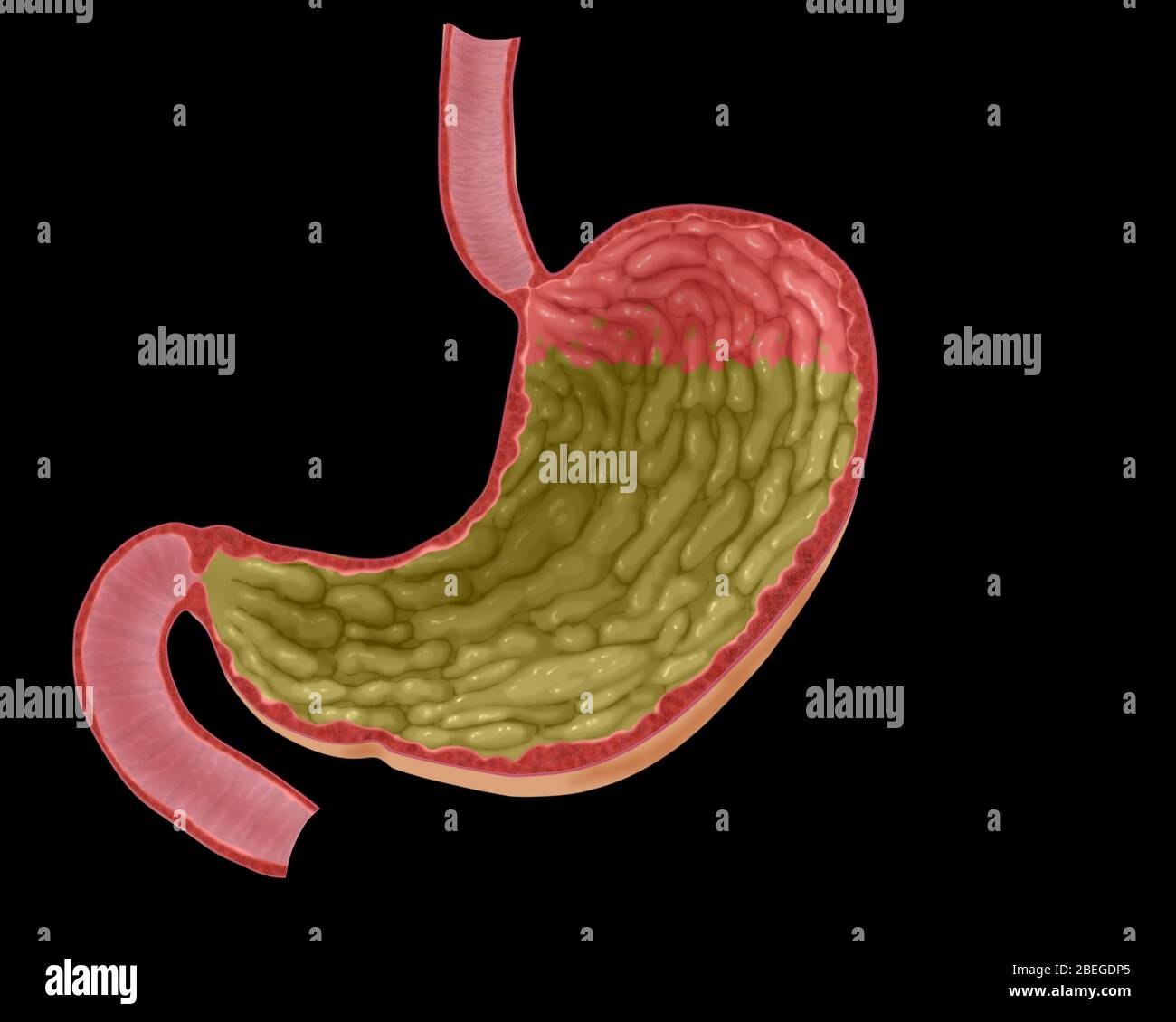 Diagramma Stomaco Pieno Testo Libro Di Anatomia E Fisiologia Per