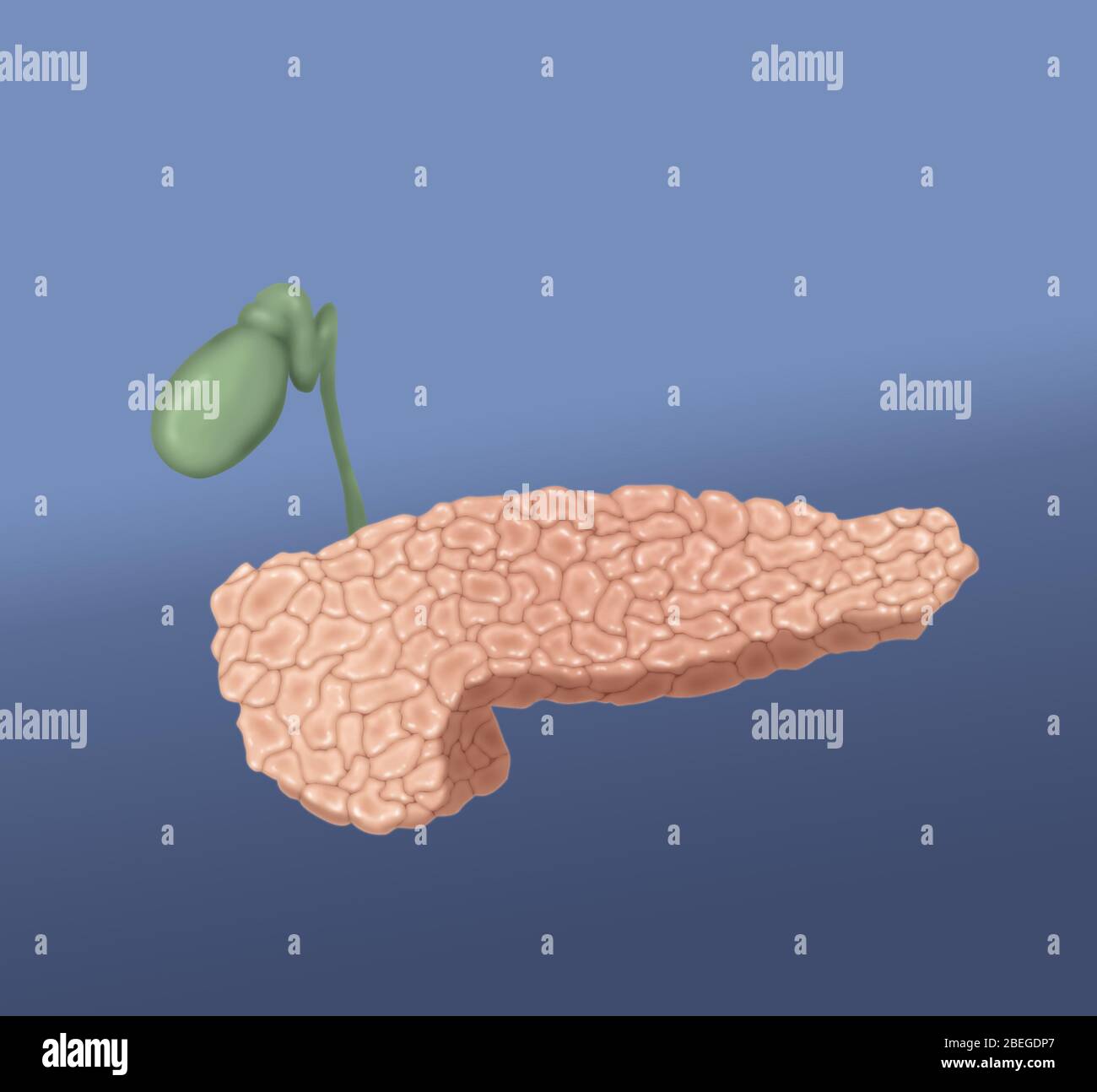 Vie biliari immagini e fotografie stock ad alta risoluzione - Alamy