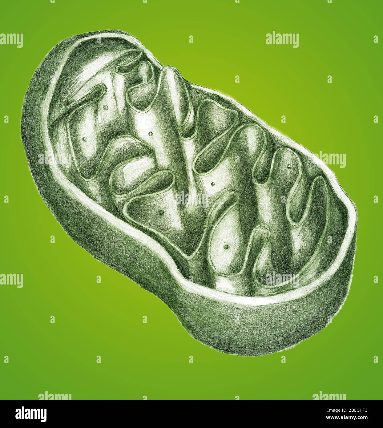 A cosa servono i mitocondri immagini e fotografie stock ad alta ...