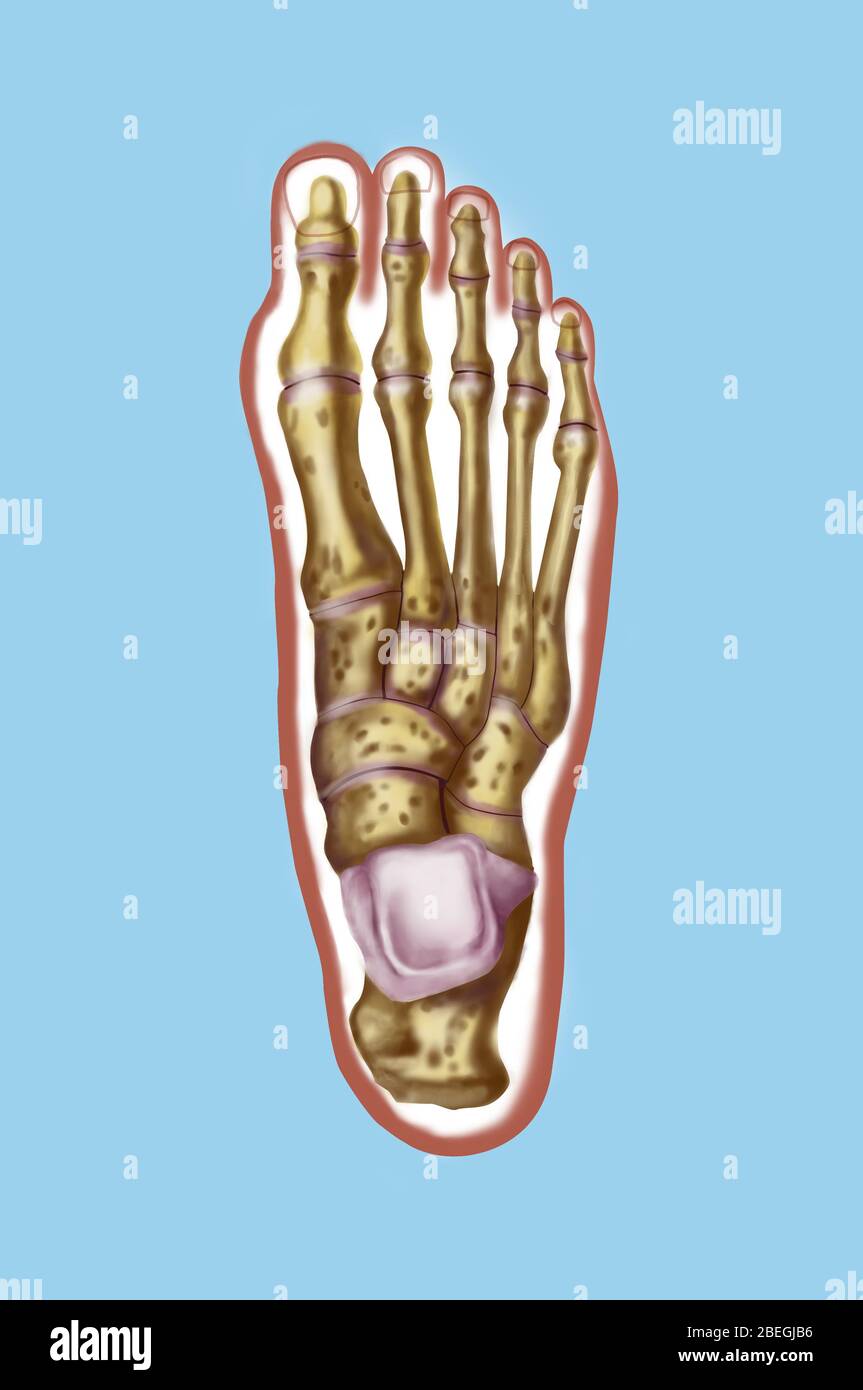 Ossa del piede immagini e fotografie stock ad alta risoluzione - Alamy