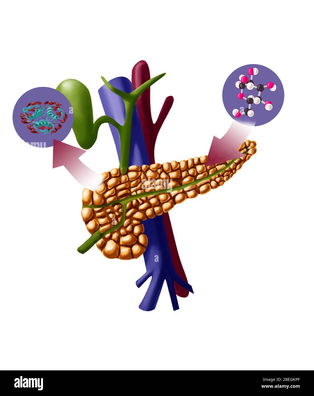 Pancreas diagram immagini e fotografie stock ad alta risoluzione - Alamy