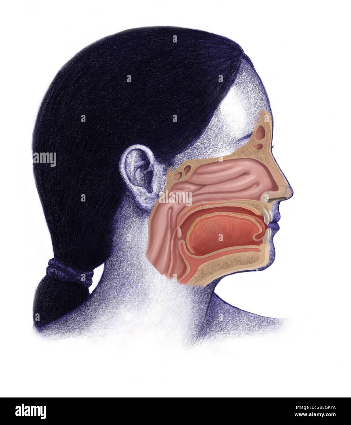 La faringe disegno Immagini senza sfondo e Foto Stock ritagliate - Alamy