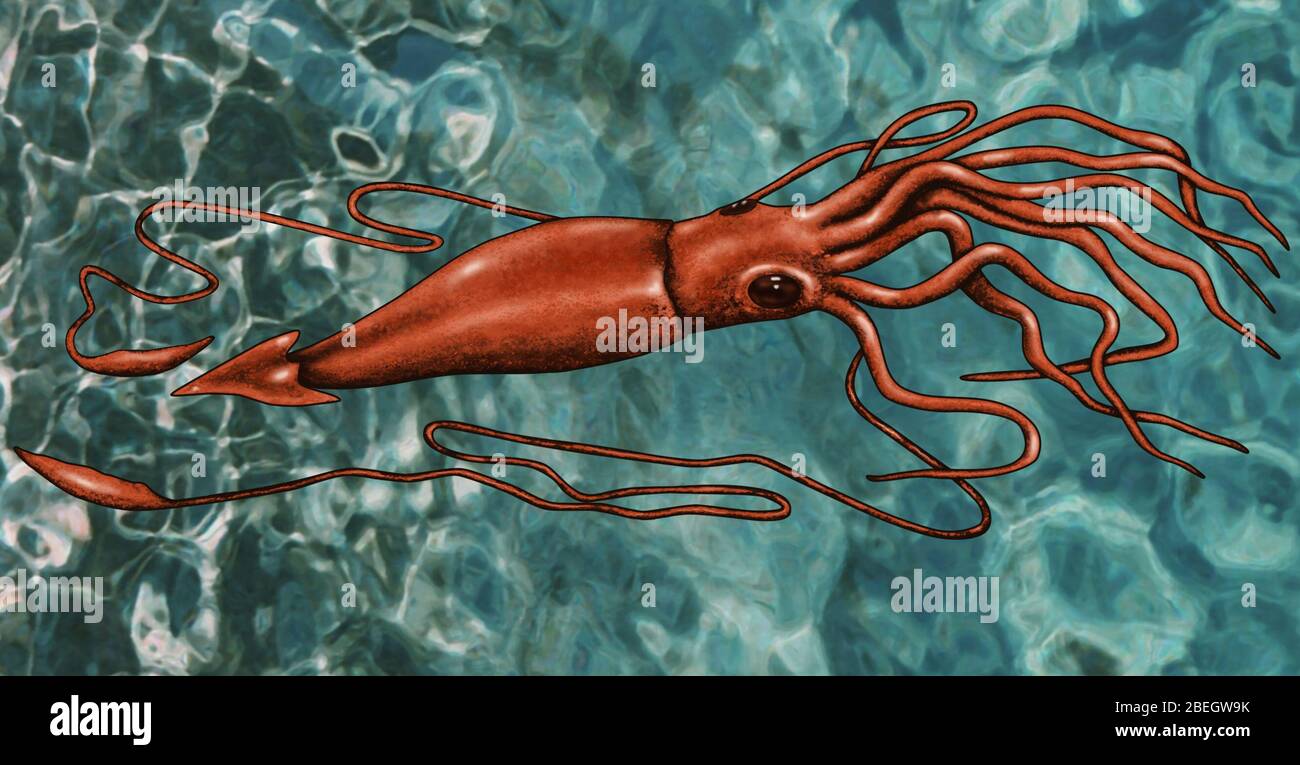 Calamari giganti immagini e fotografie stock ad alta risoluzione - Alamy