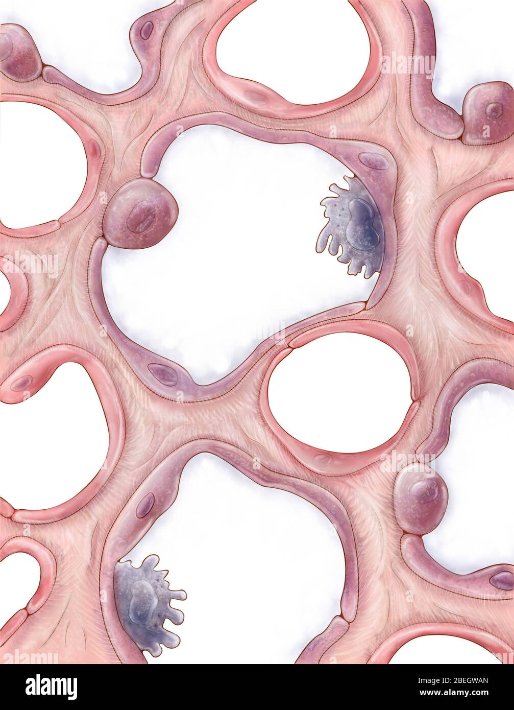 Alveoli polmonari immagini e fotografie stock ad alta risoluzione - Alamy