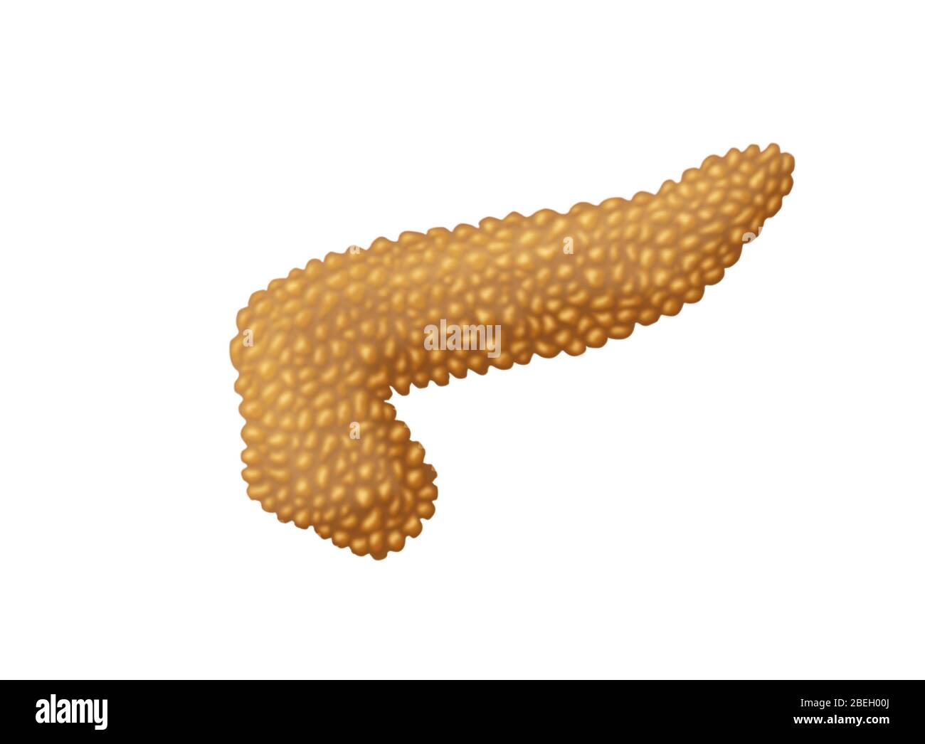 Endocrine pancreas cell immagini e fotografie stock ad alta risoluzione ...