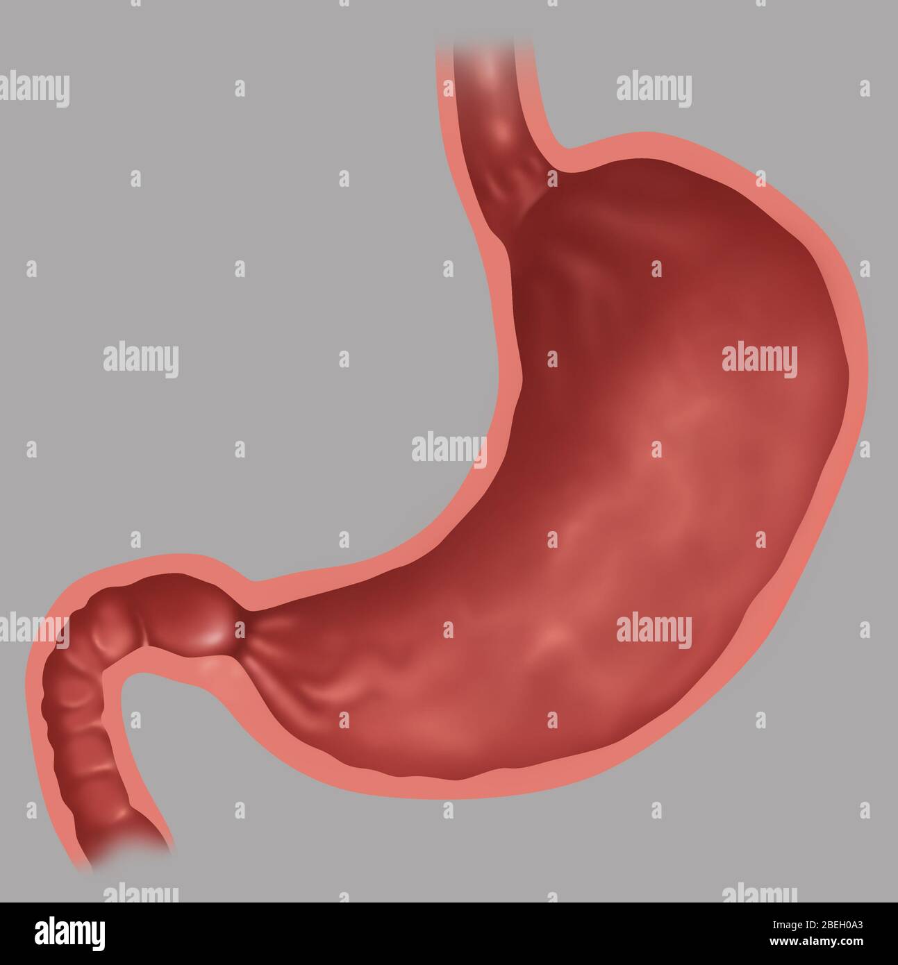 Stomaco dell'arte immagini e fotografie stock ad alta risoluzione - Alamy