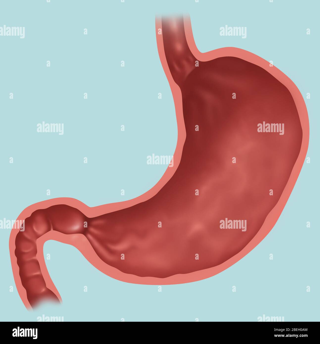 Illustrazione di anatomia dello stomaco umano immagini e fotografie ...