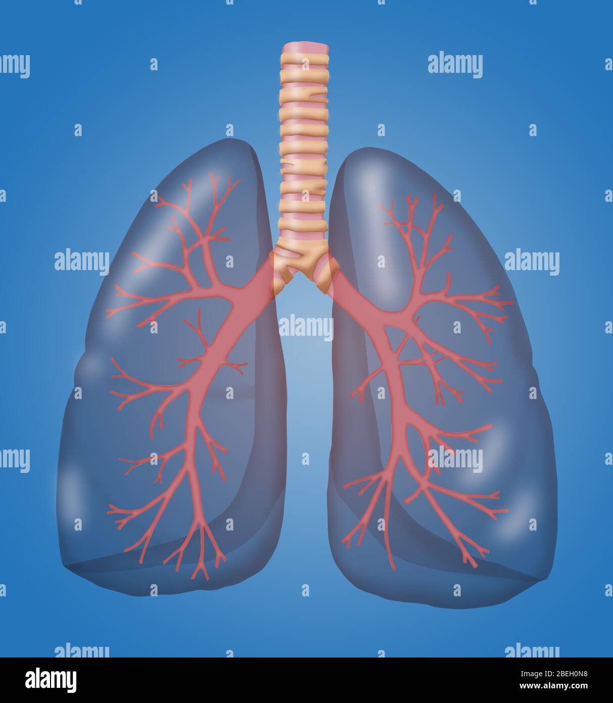 Polmoni anatomia immagini e fotografie stock ad alta risoluzione - Alamy