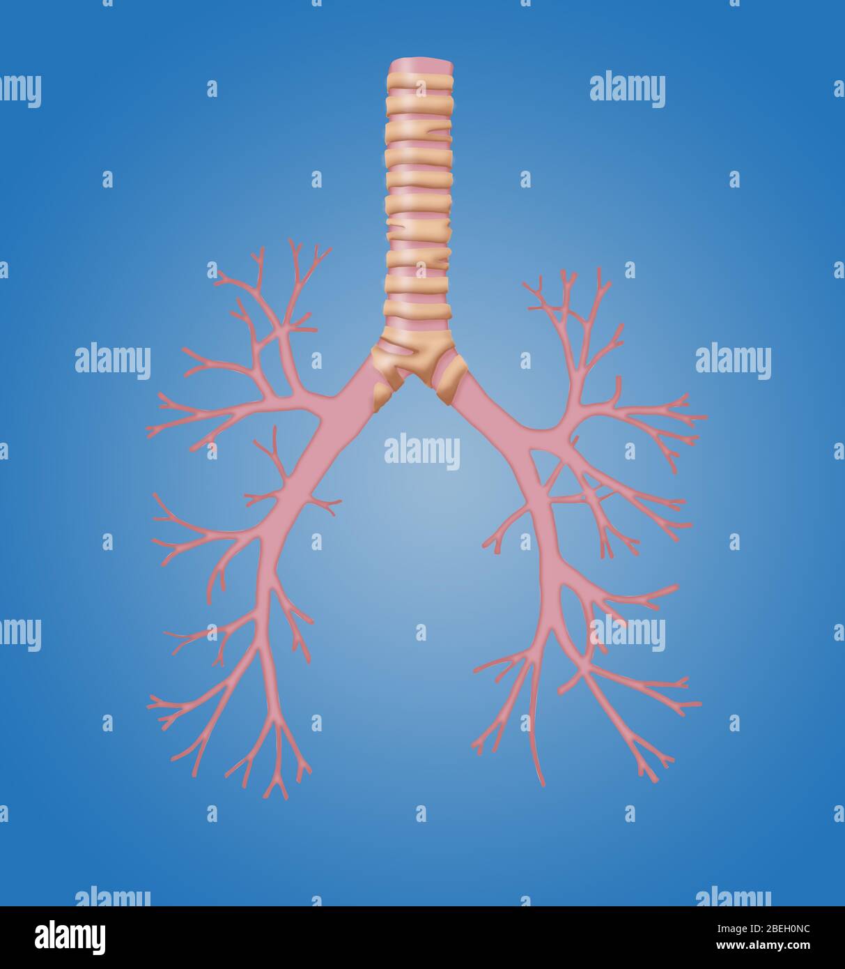 Bronchial tube immagini e fotografie stock ad alta risoluzione - Alamy