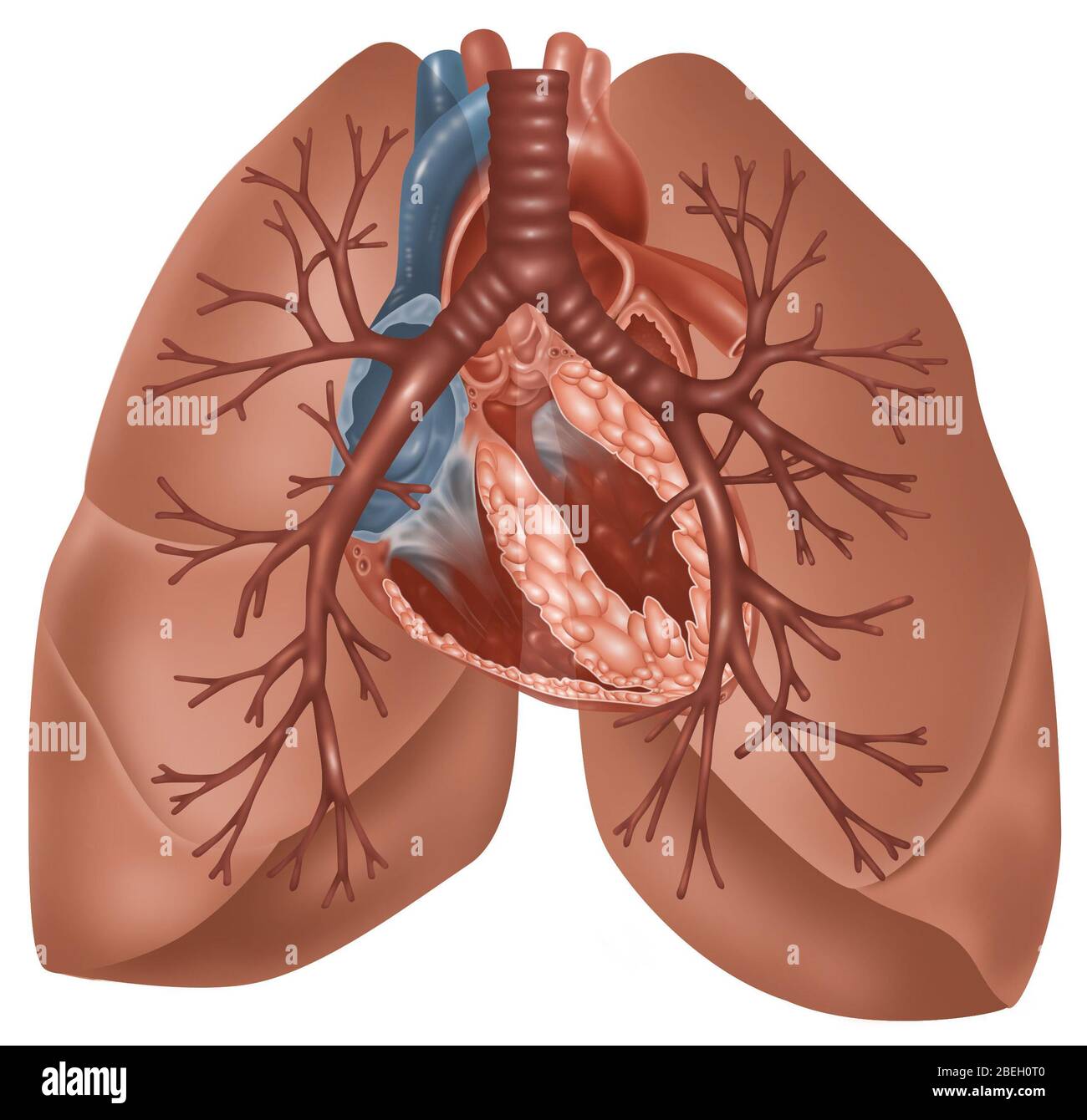 Polmoni anatomia immagini e fotografie stock ad alta risoluzione - Alamy