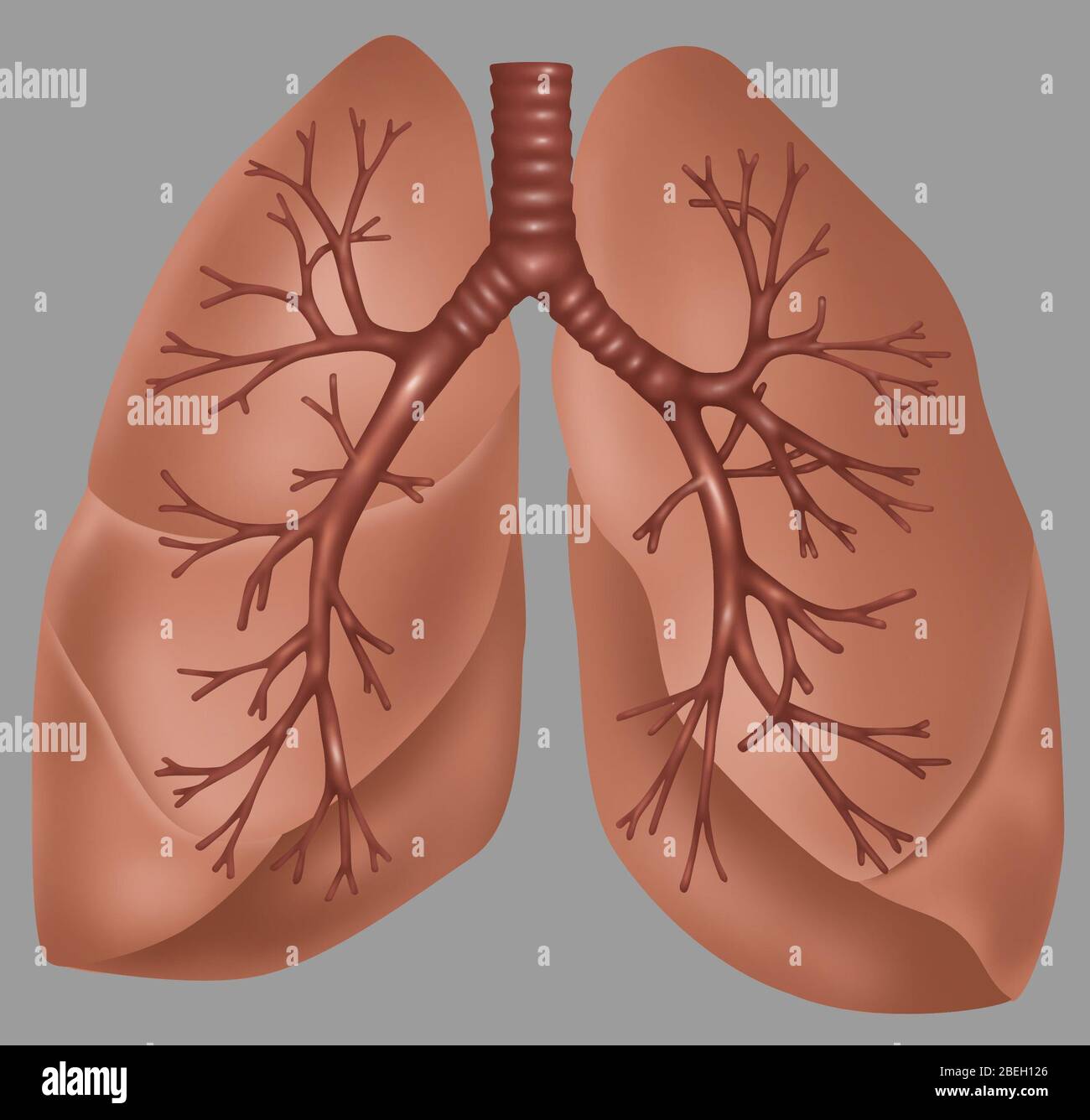 Polmoni sani immagini e fotografie stock ad alta risoluzione - Alamy