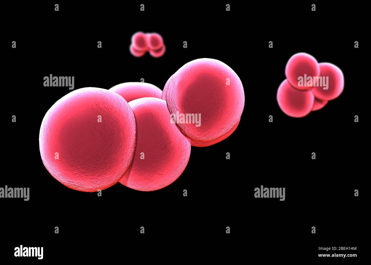 Methicillin resistant staphylococcus aureus immagini e fotografie stock ...