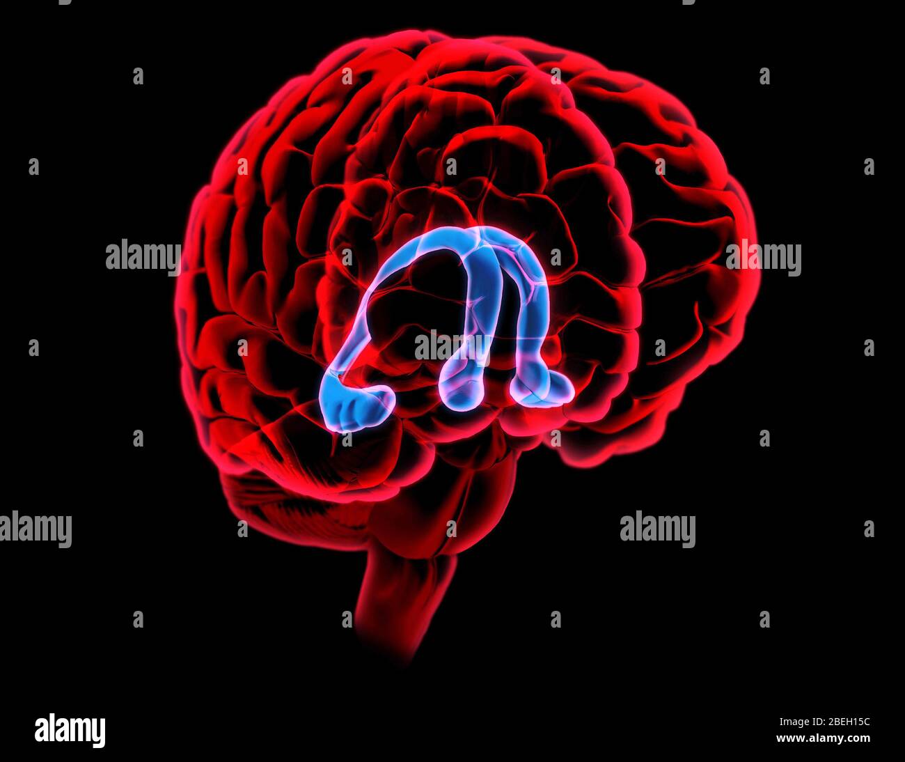 Anatomia del sistema nervoso immagini e fotografie stock ad alta ...
