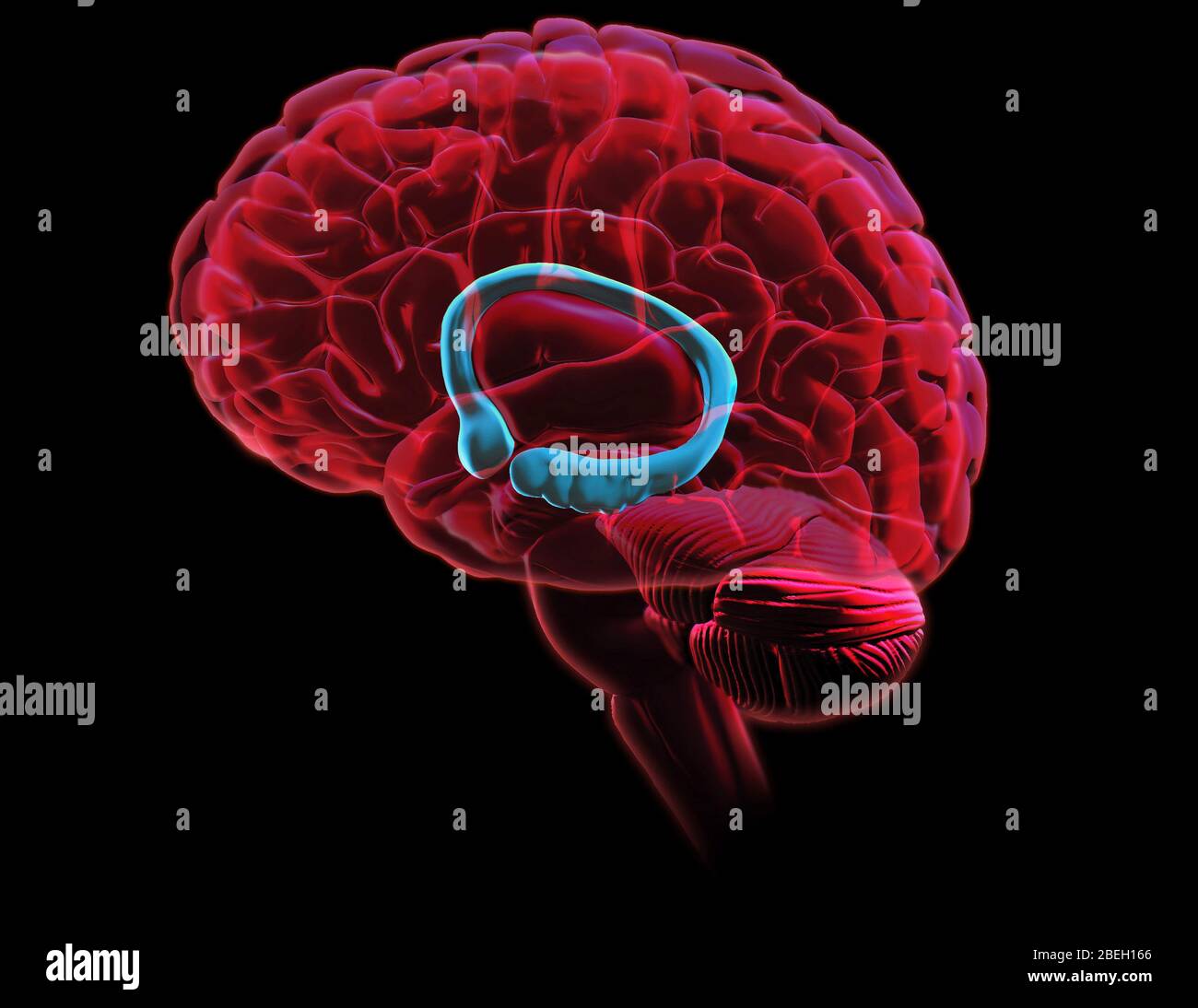 Ippocampo anatomia immagini e fotografie stock ad alta risoluzione - Alamy