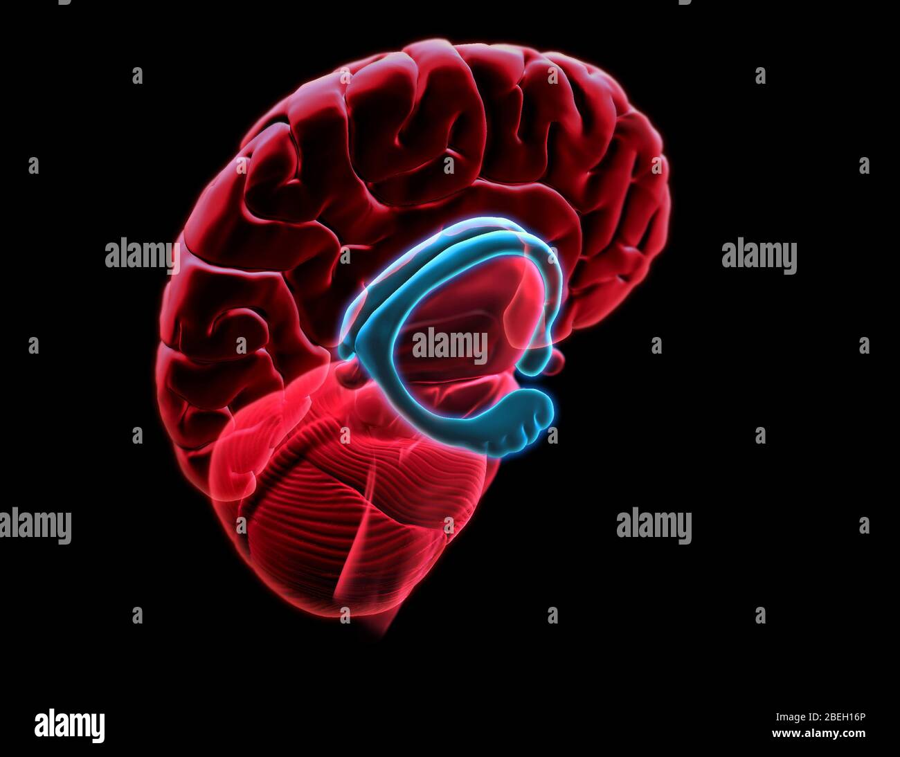 Ippocampo anatomia immagini e fotografie stock ad alta risoluzione - Alamy