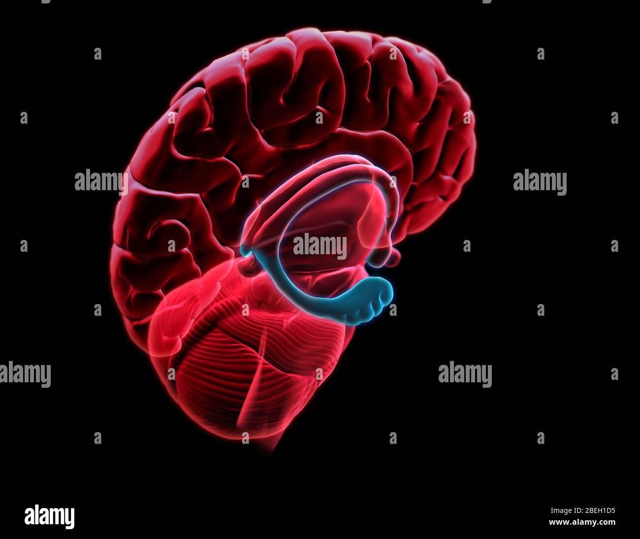 Hippocampus brain anatomy 3d illustration immagini e fotografie stock ...