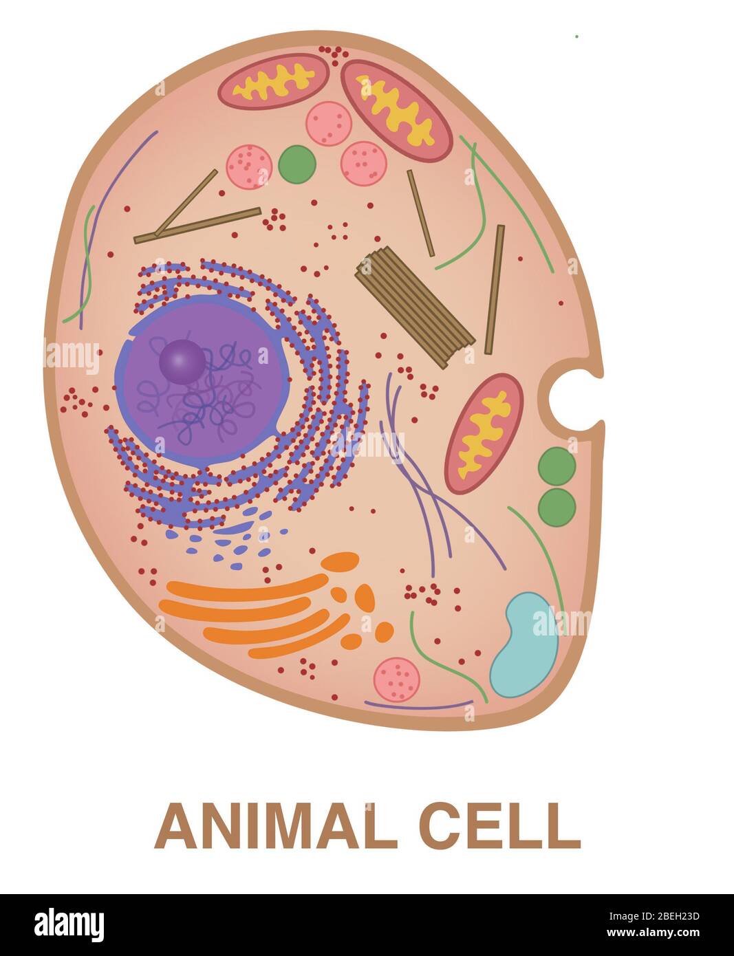 Reticolo endoplasmatico liscio immagini e fotografie stock ad alta ...