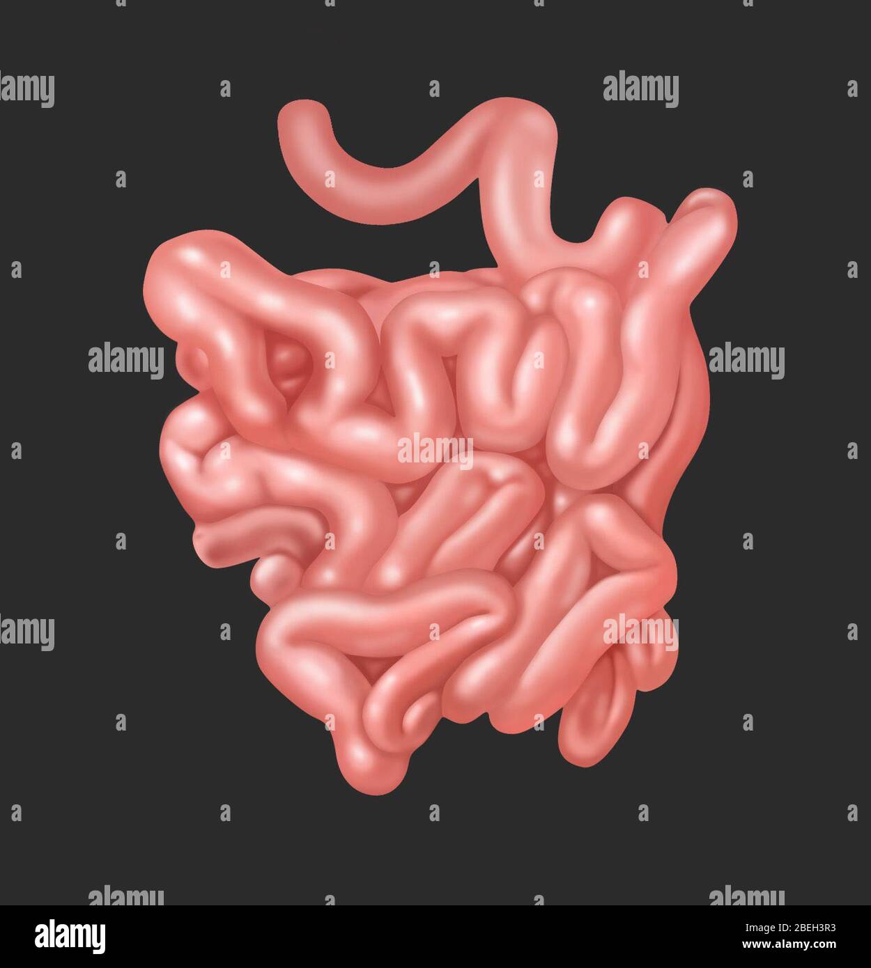 Anatomia del piccolo intestino immagini e fotografie stock ad alta ...
