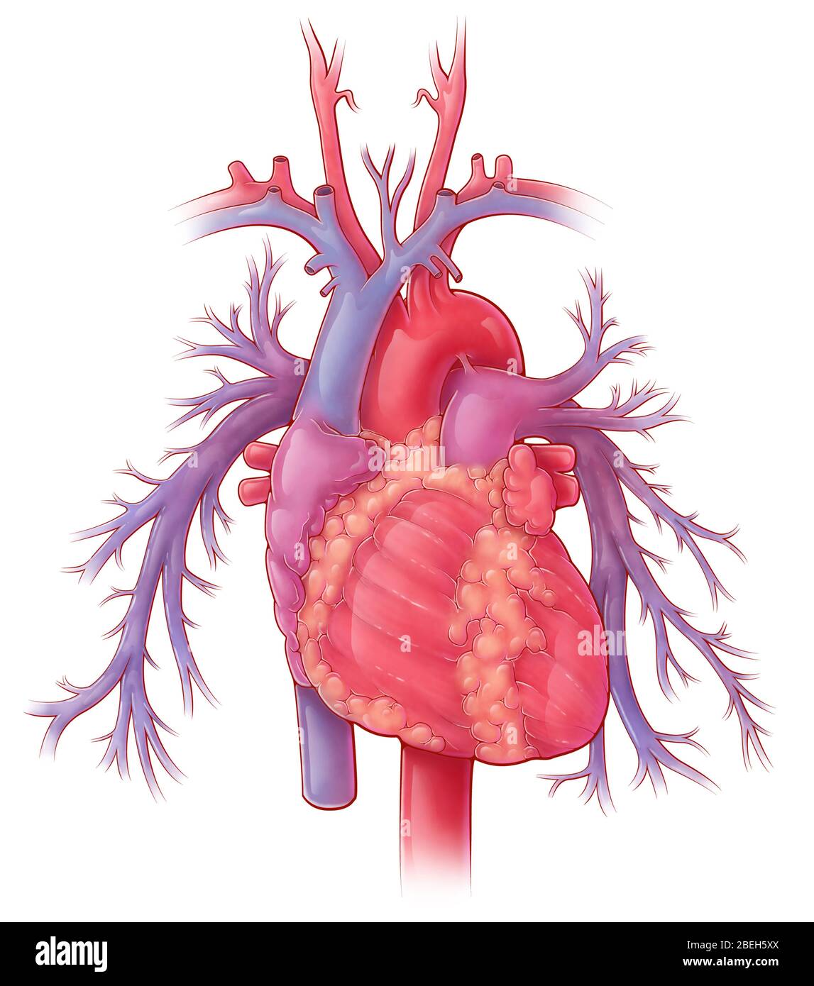 Arteria polmonare immagini e fotografie stock ad alta risoluzione - Alamy