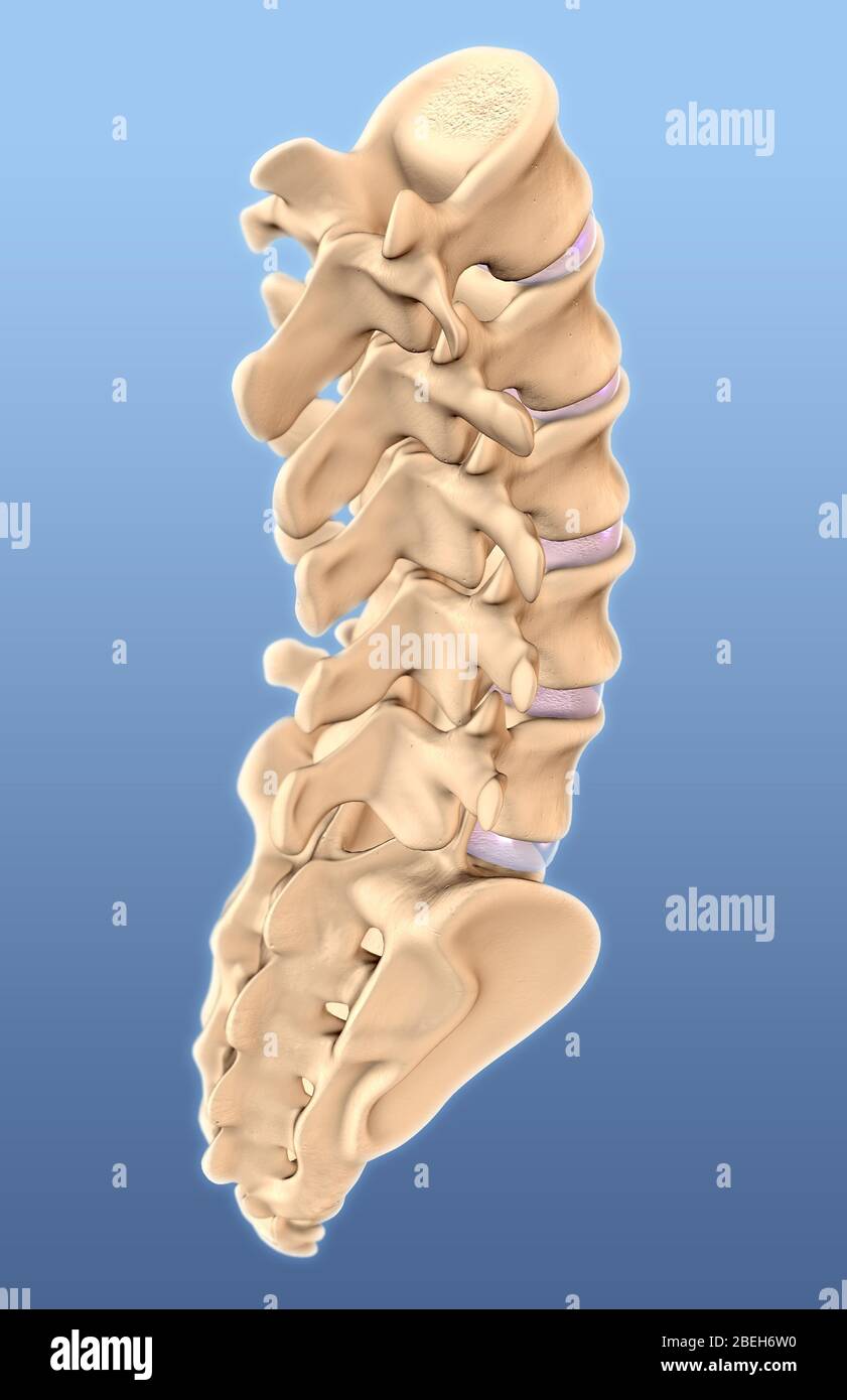 Anatomia delle vertebre lombari immagini e fotografie stock ad alta ...