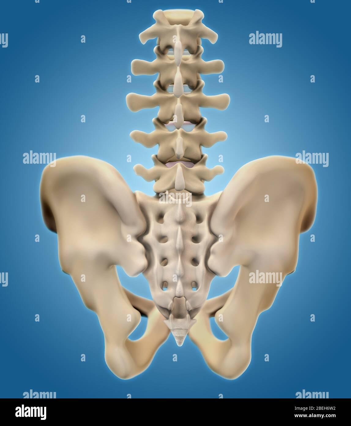 Anatomia del bacino immagini e fotografie stock ad alta risoluzione - Alamy