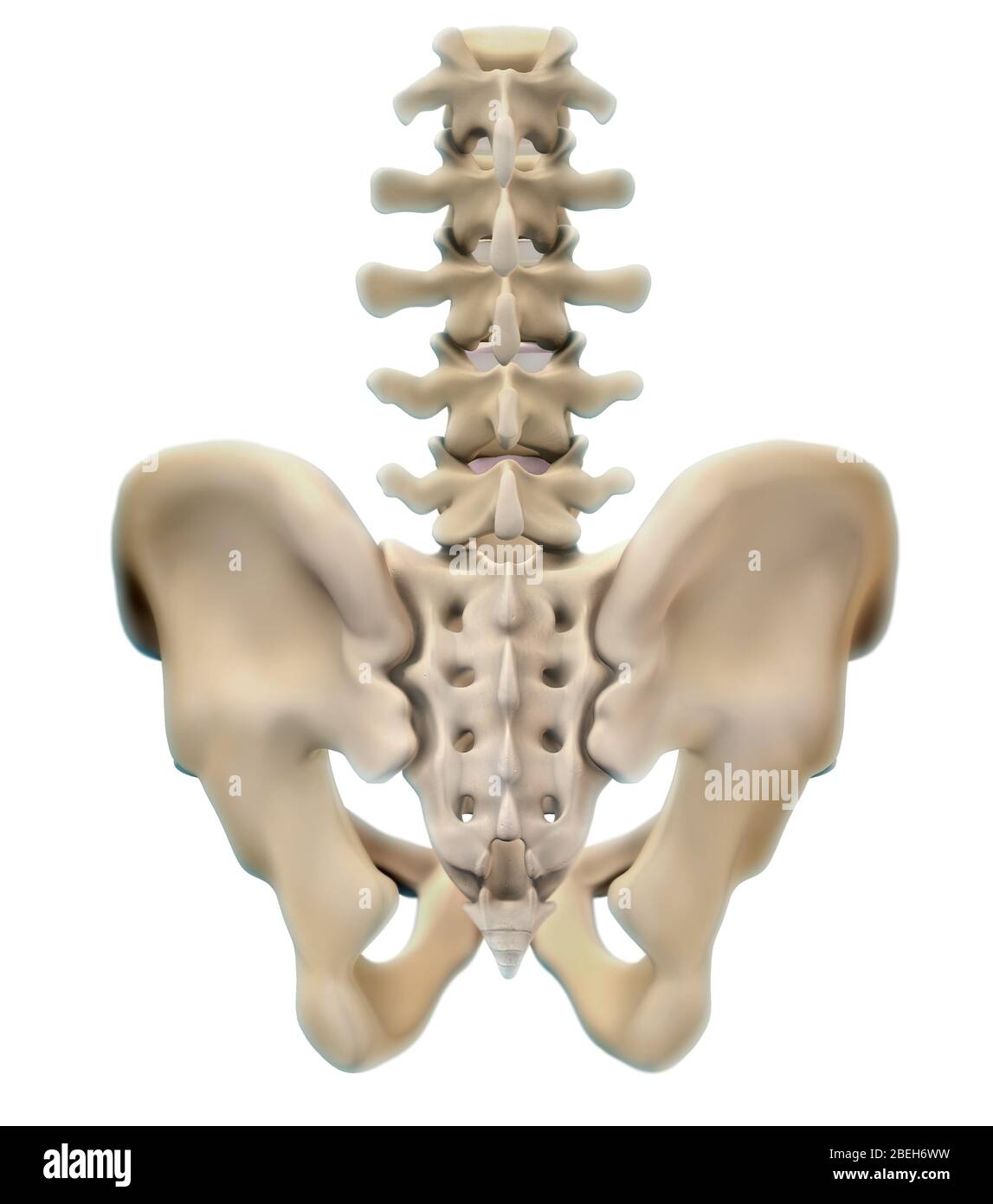 Anatomia del bacino immagini e fotografie stock ad alta risoluzione - Alamy