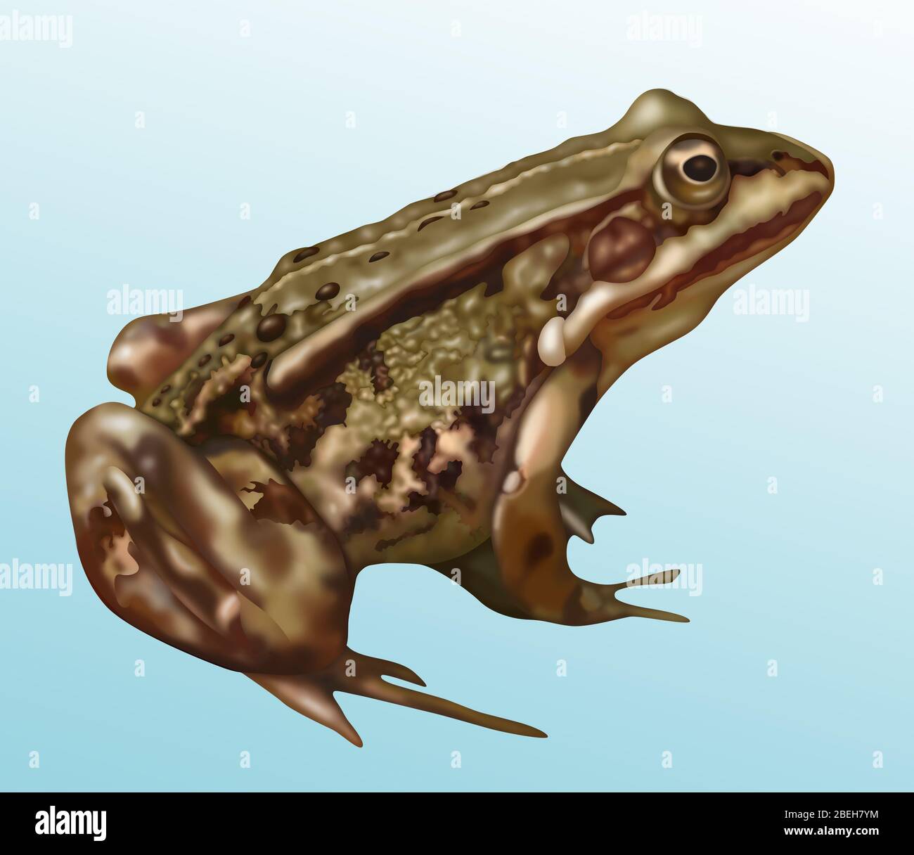 Rana anatomia immagini e fotografie stock ad alta risoluzione - Alamy