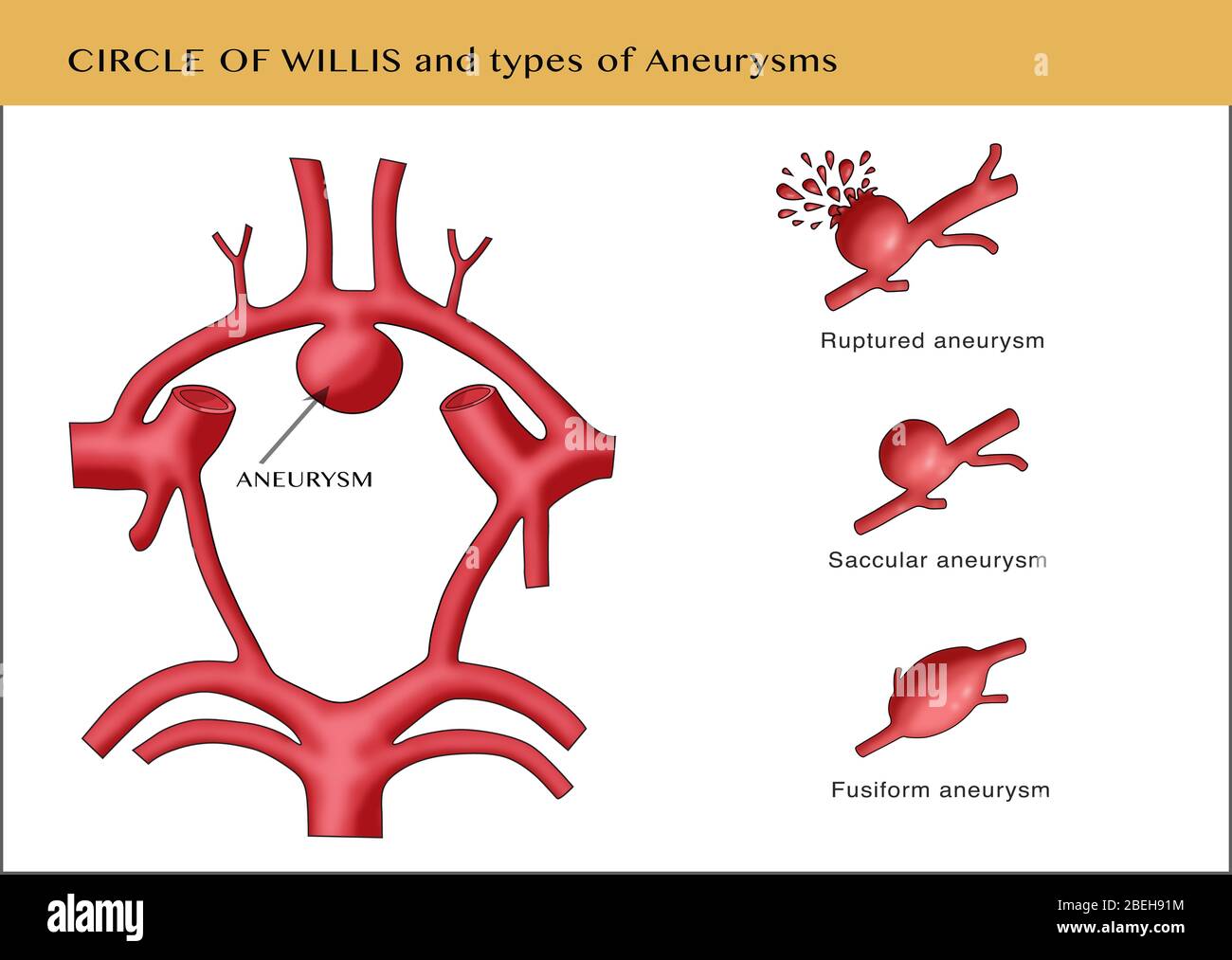 Circolo di willis anatomia immagini e fotografie stock ad alta ...