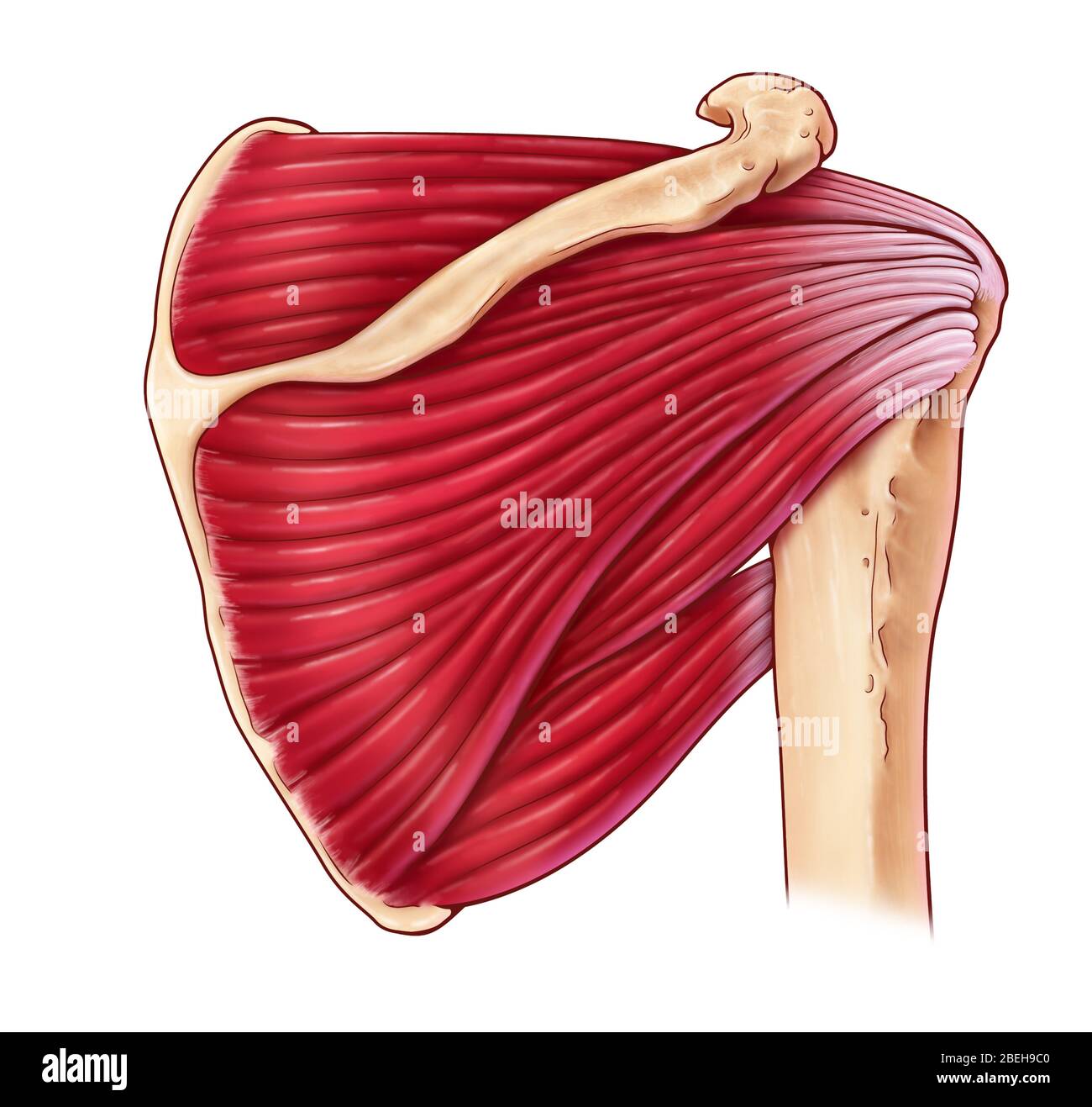 Illustrazione muscoli immagini e fotografie stock ad alta risoluzione ...