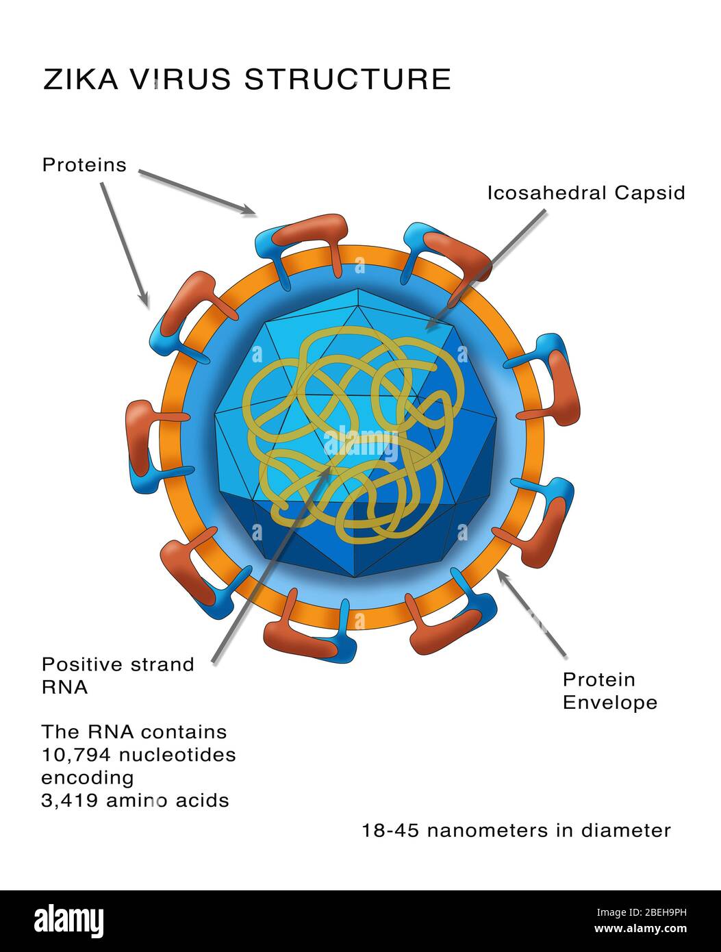 Struttura del virus immagini e fotografie stock ad alta risoluzione - Alamy