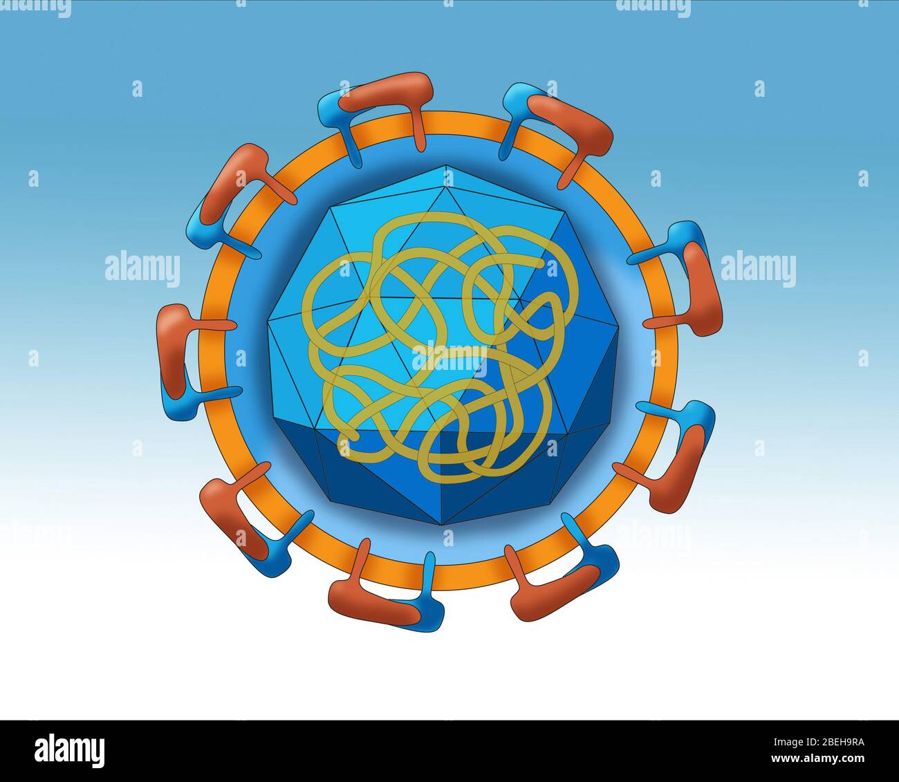 Struttura del virus immagini e fotografie stock ad alta risoluzione - Alamy