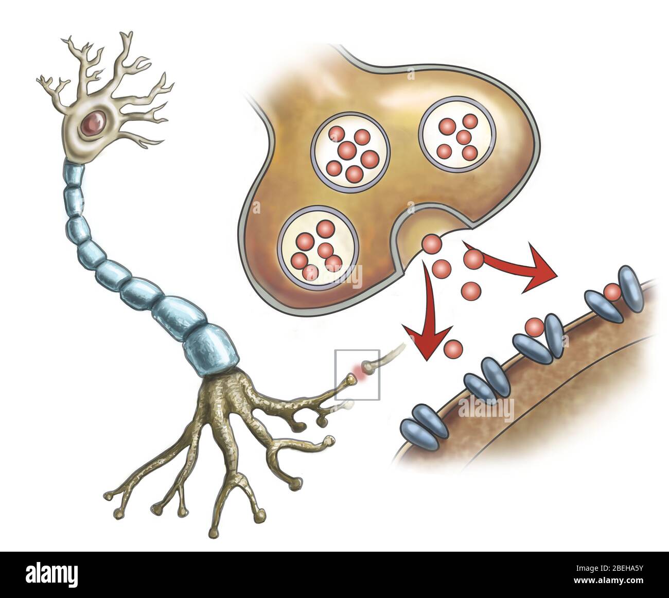 Neurone struttura immagini e fotografie stock ad alta risoluzione - Alamy