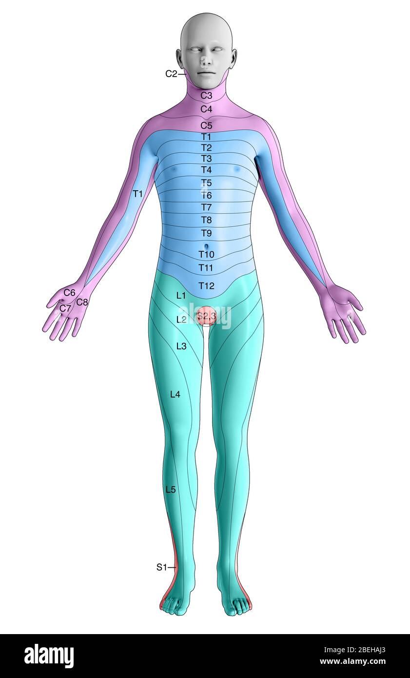 Diagramma dei dermatomi immagini e fotografie stock ad alta risoluzione ...
