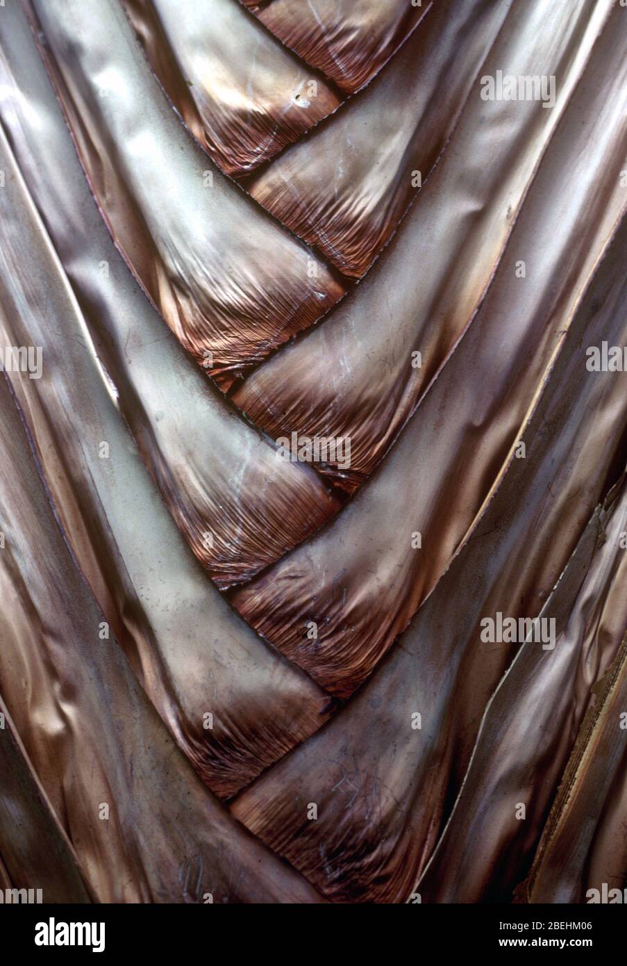 Pianta intrecciata immagini e fotografie stock ad alta risoluzione - Alamy