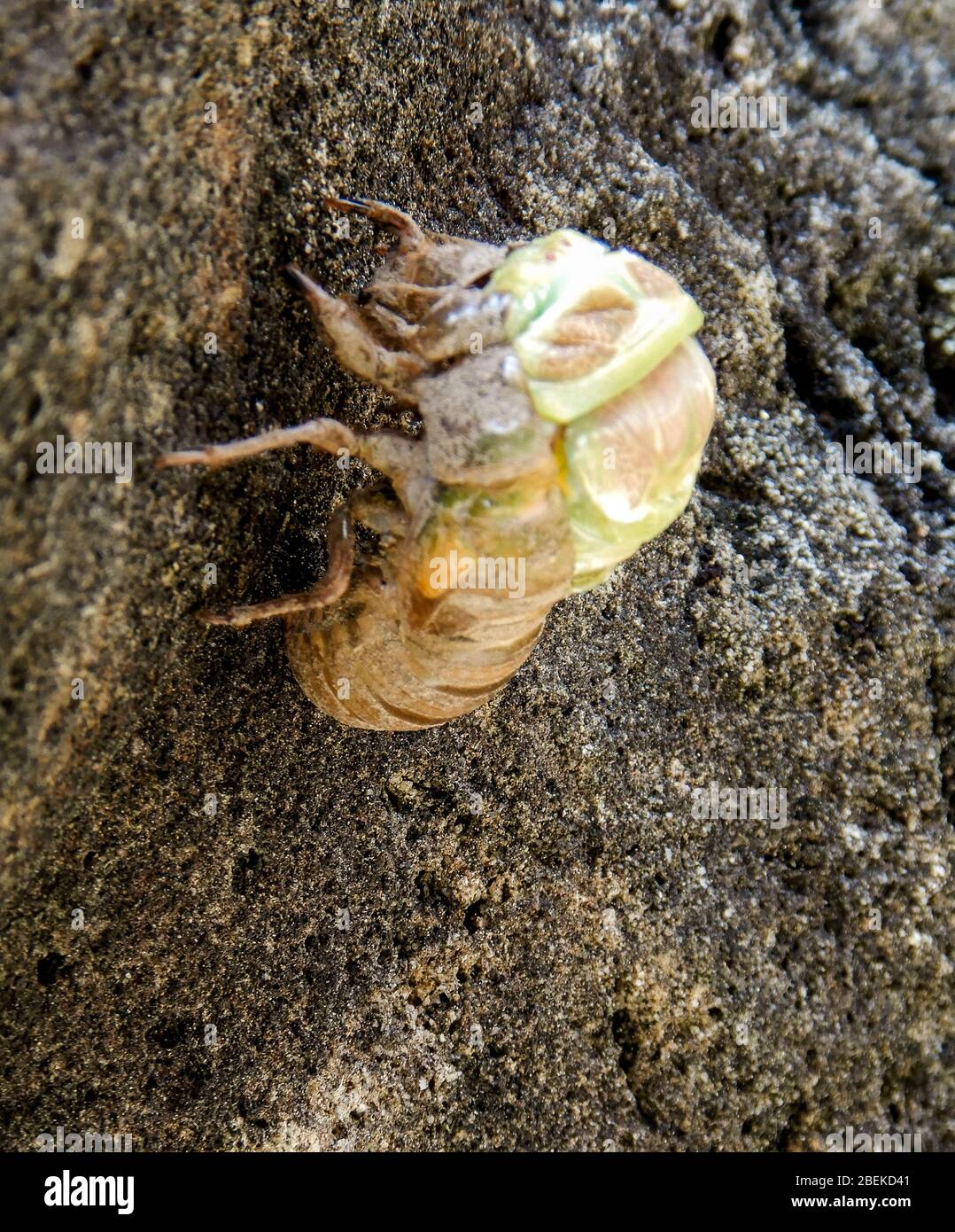 Anatomia degli insetti immagini e fotografie stock ad alta risoluzione ...
