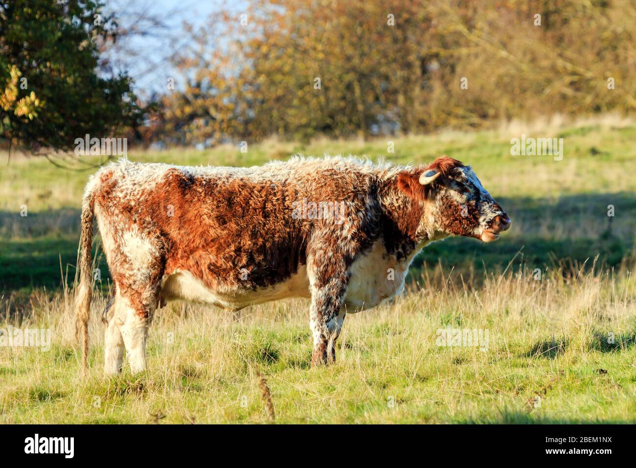 Mucca marrone e bianca razza immagini e fotografie stock ad alta ...