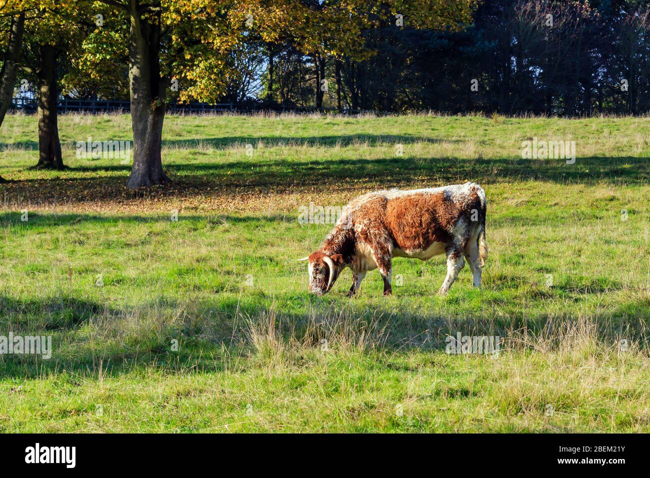 Mucca marrone e bianca razza immagini e fotografie stock ad alta ...