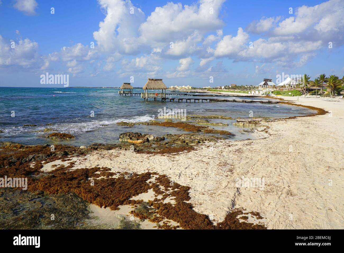Alga sargassum sulla spiaggia immagini e fotografie stock ad alta ...