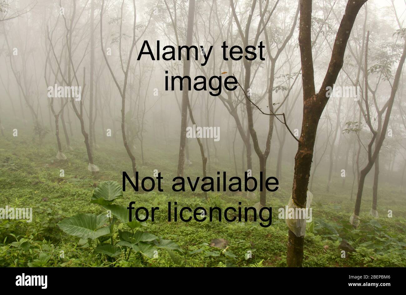 Scheda immagine di prova immagini e fotografie stock ad alta ...