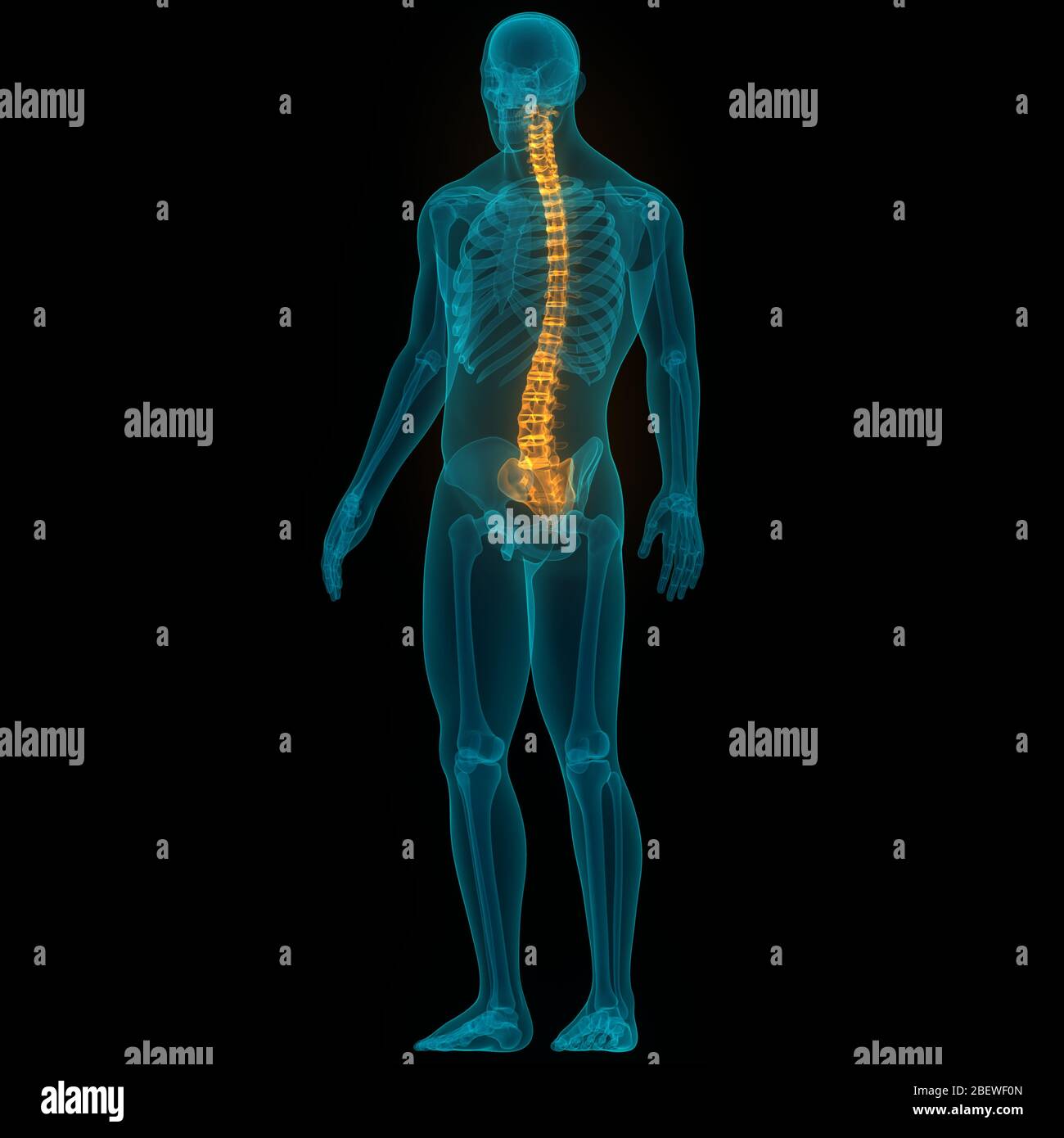 La colonna vertebrale di scheletro umano anatomia del sistema Foto ...