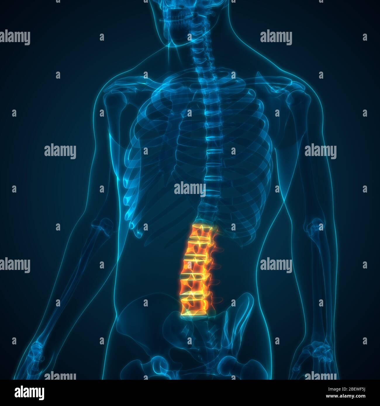 La colonna vertebrale vertebre lombari di scheletro umano anatomia del ...