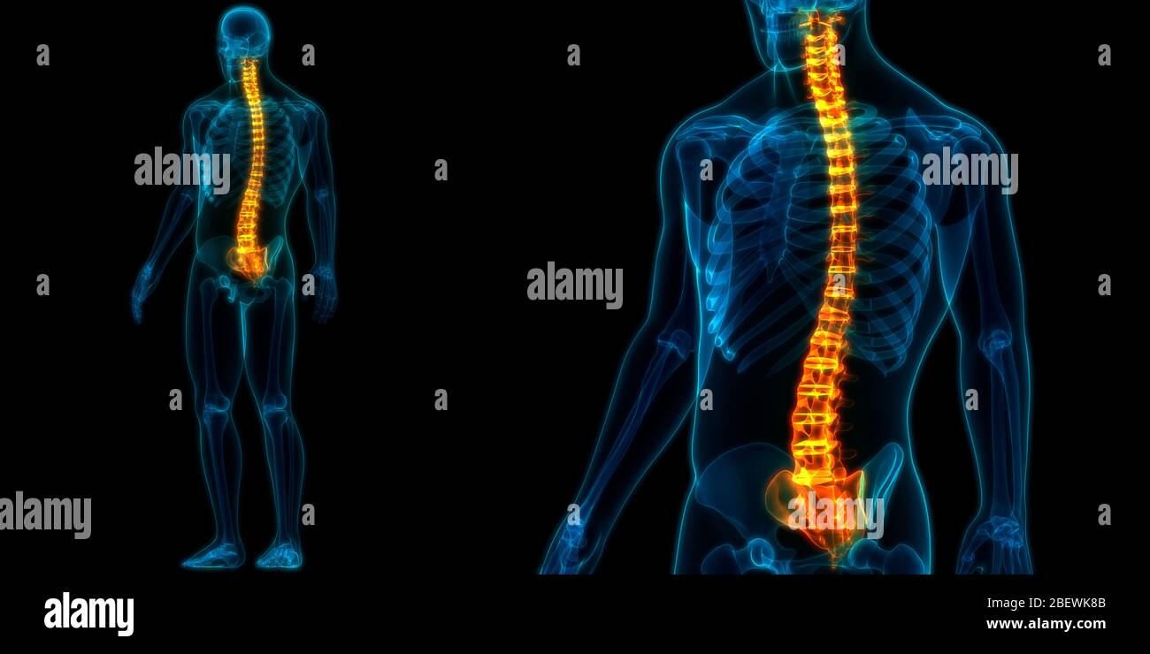 La colonna vertebrale di scheletro umano anatomia del sistema Foto ...