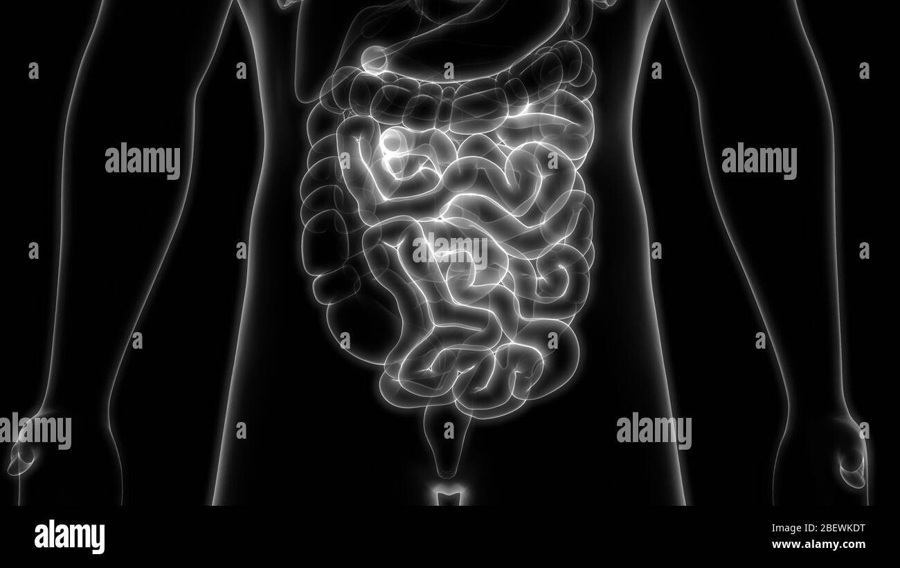 Cistifellea e piccola Immagini e Fotos Stock - Alamy